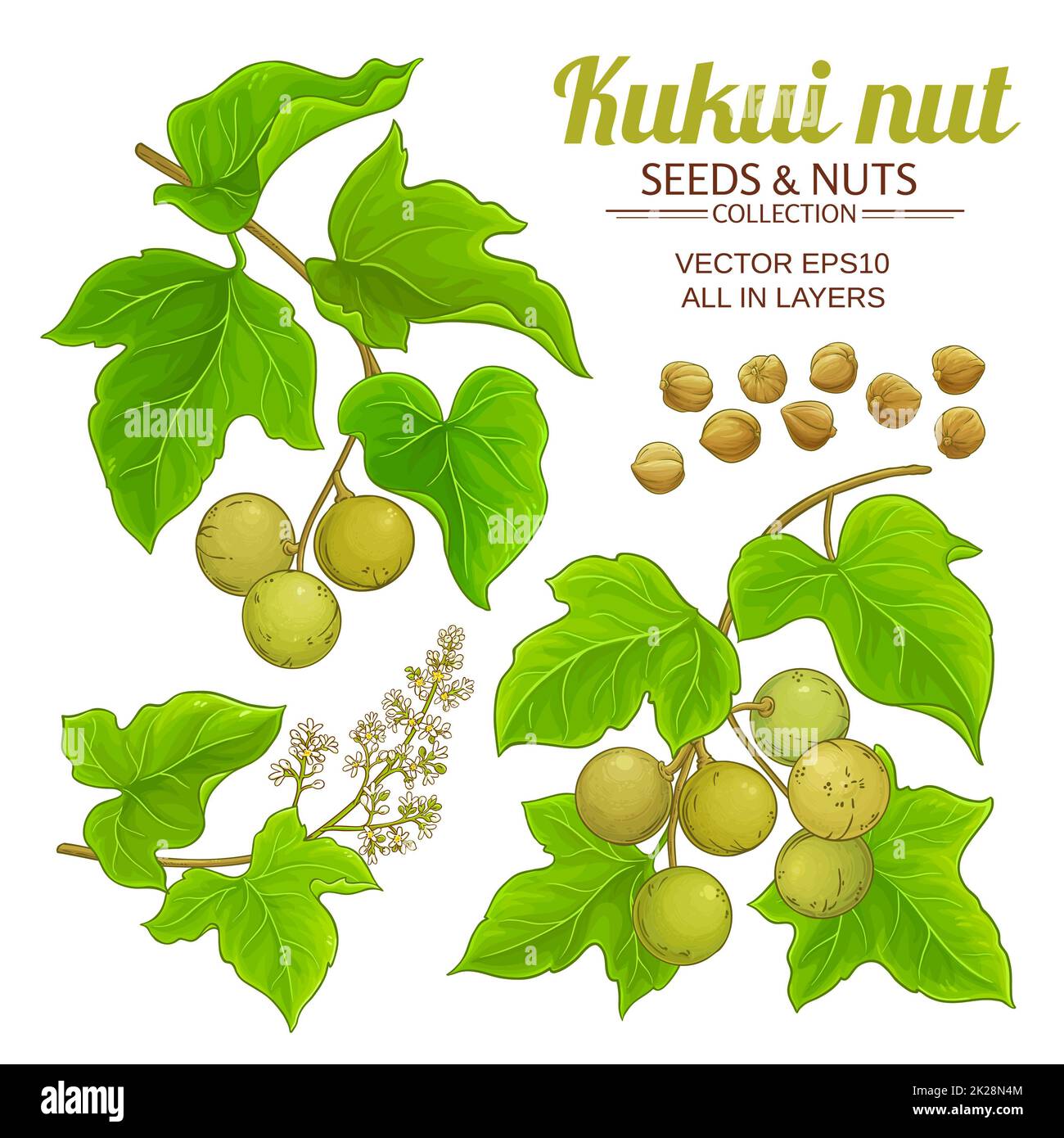Kukui nut tree hi-res stock photography and images - Alamy