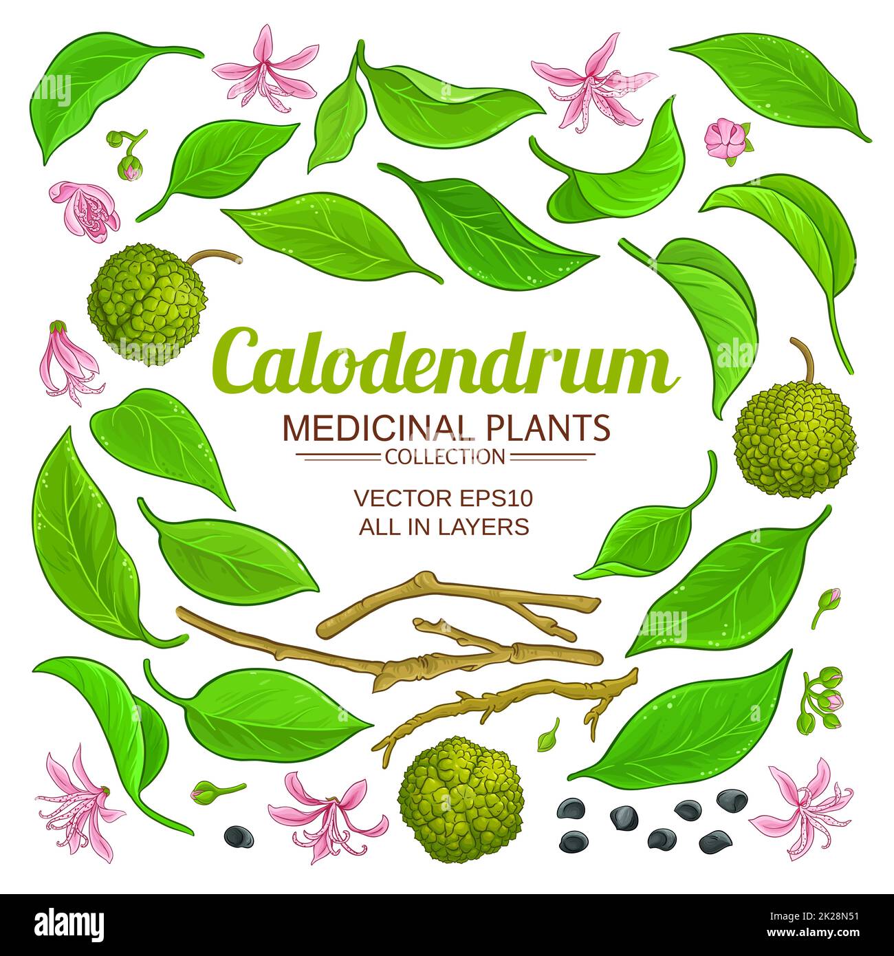calodendrum plant elements set on white background Stock Photo - Alamy