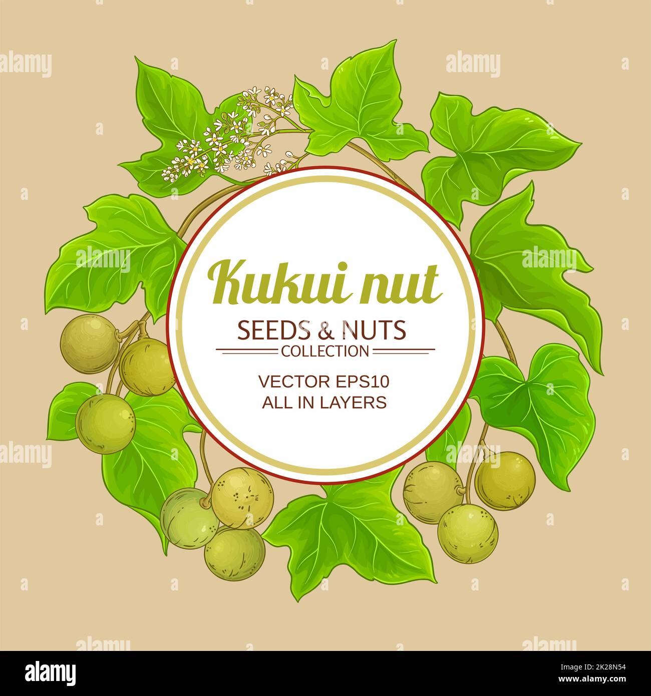 kukui plant vector frame on color background Stock Photo - Alamy