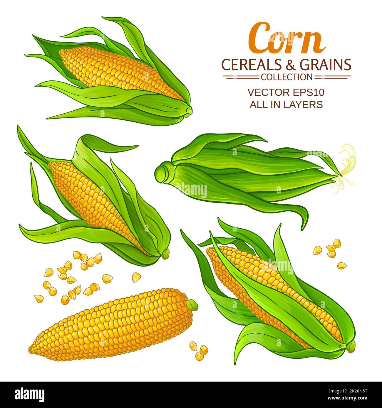 corn vector set Stock Photo - Alamy