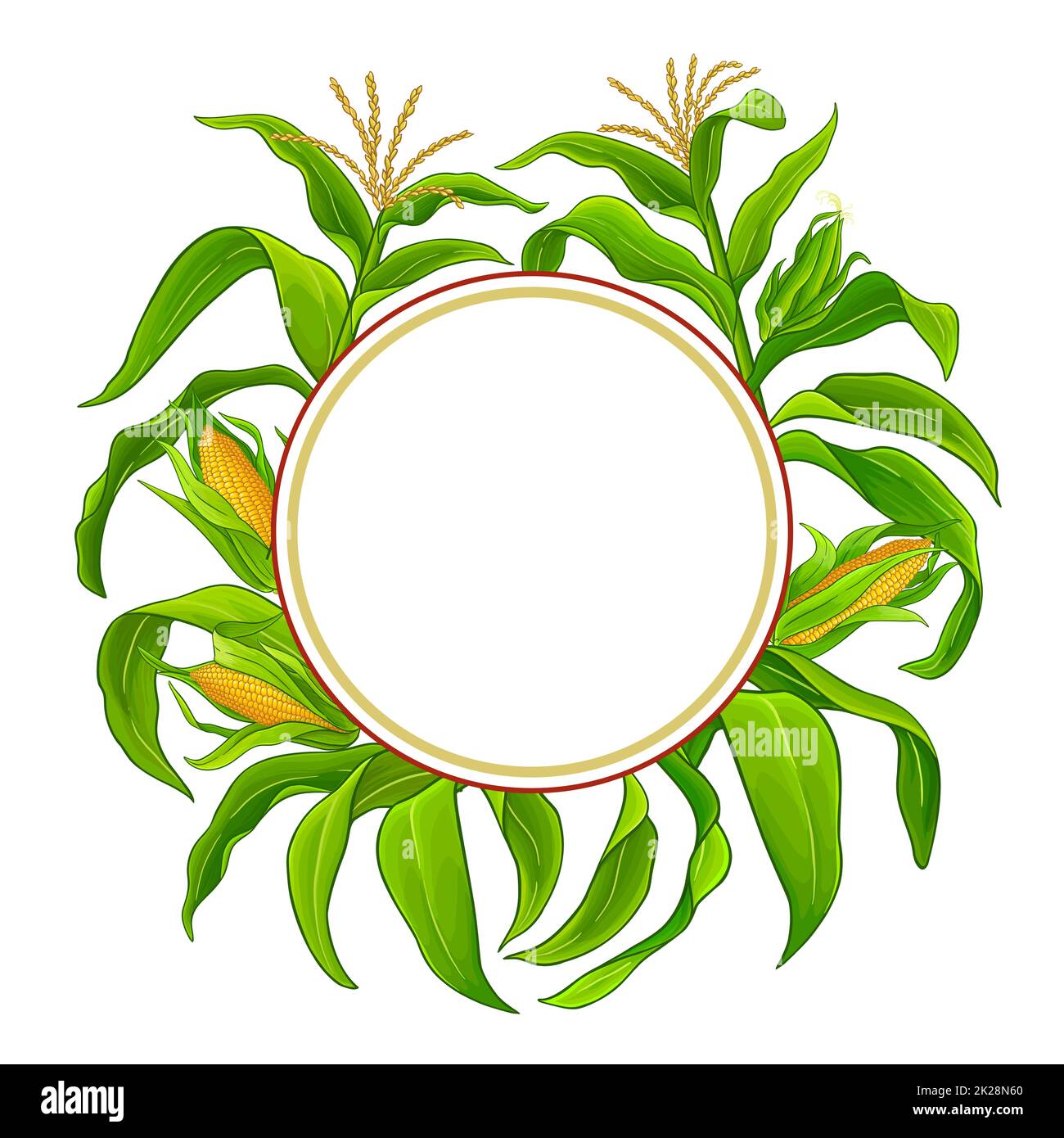 corn plant vector frame on white background Stock Photo - Alamy