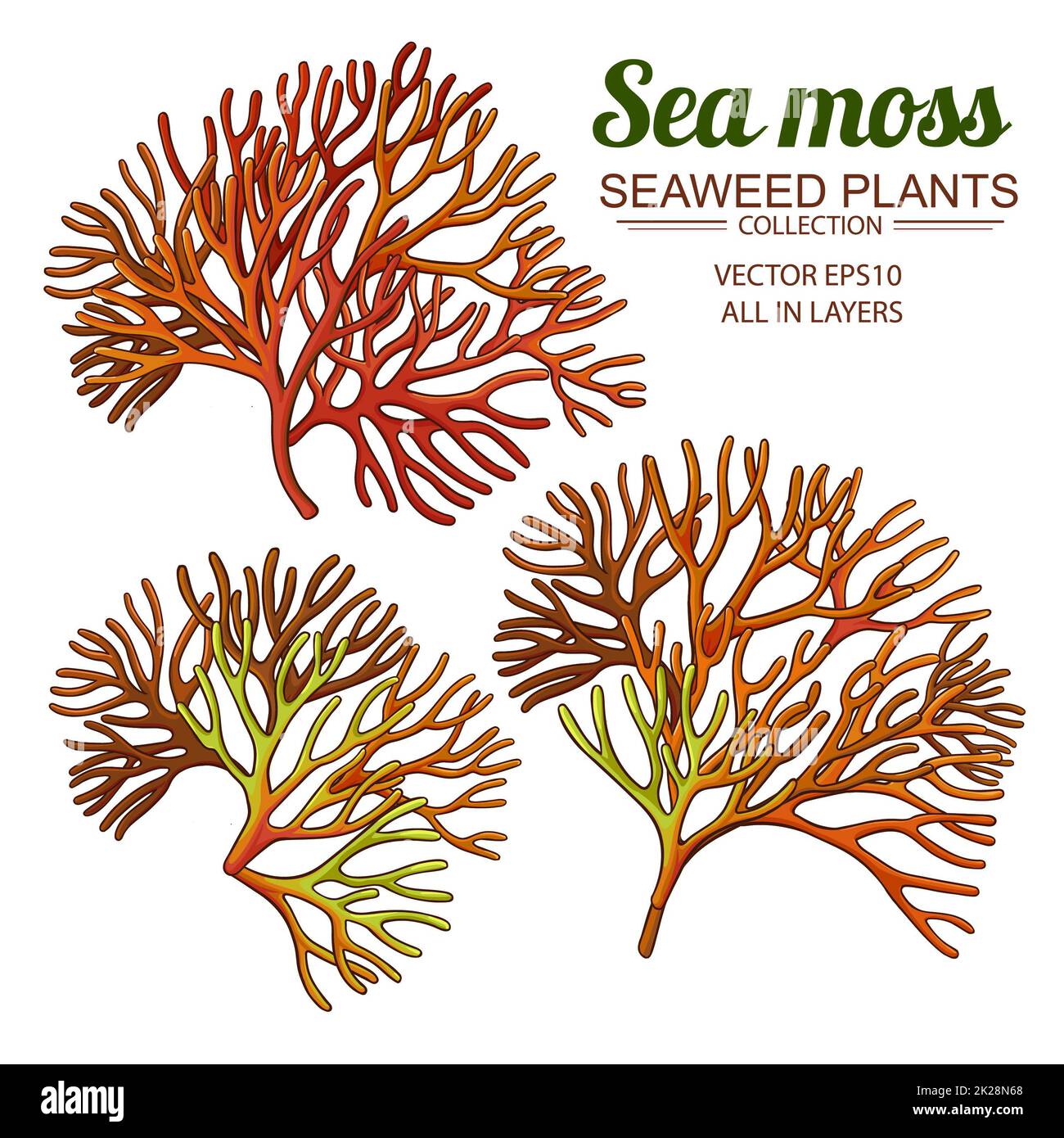 sea moss set Stock Photo - Alamy