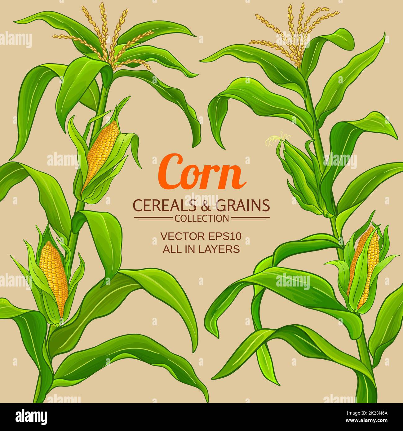 Corn vector hi-res stock photography and images - Alamy