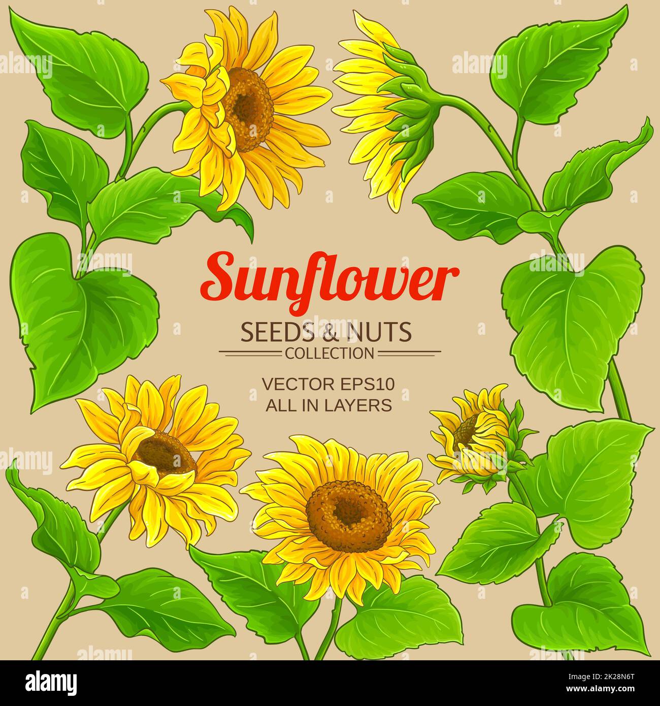 sunflower vector frame Stock Photo - Alamy