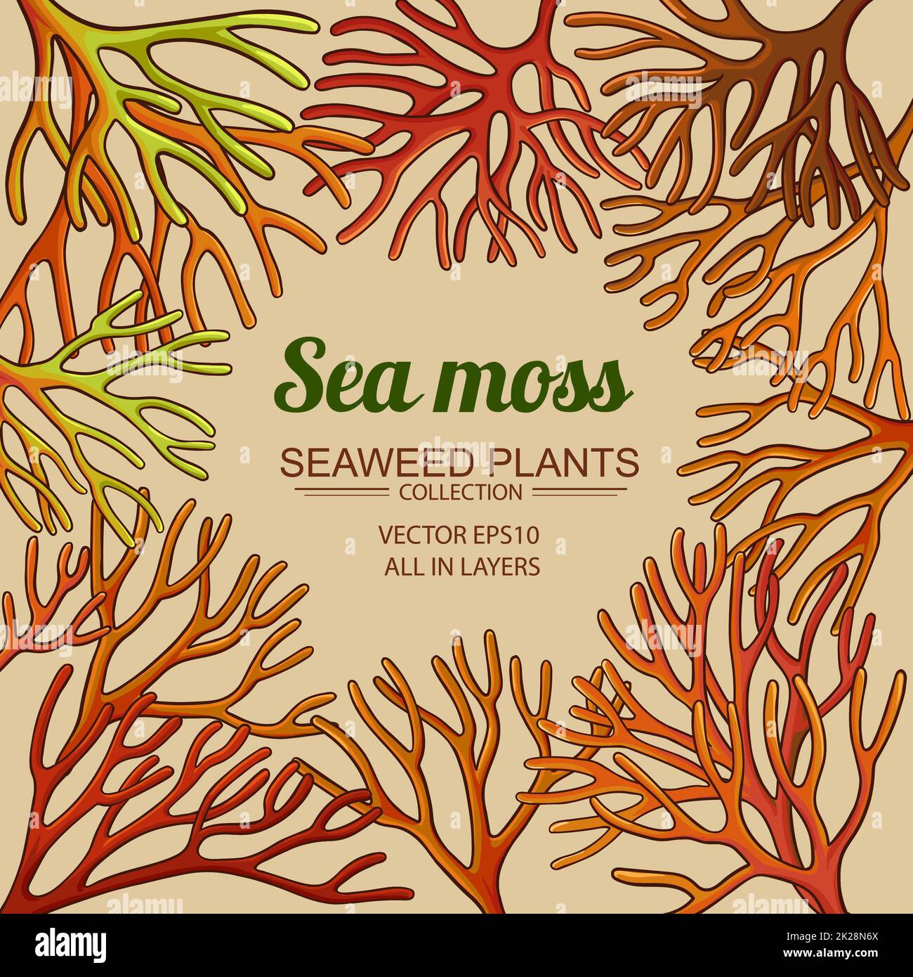 Carrageen moss drawing hi-res stock photography and images - Alamy