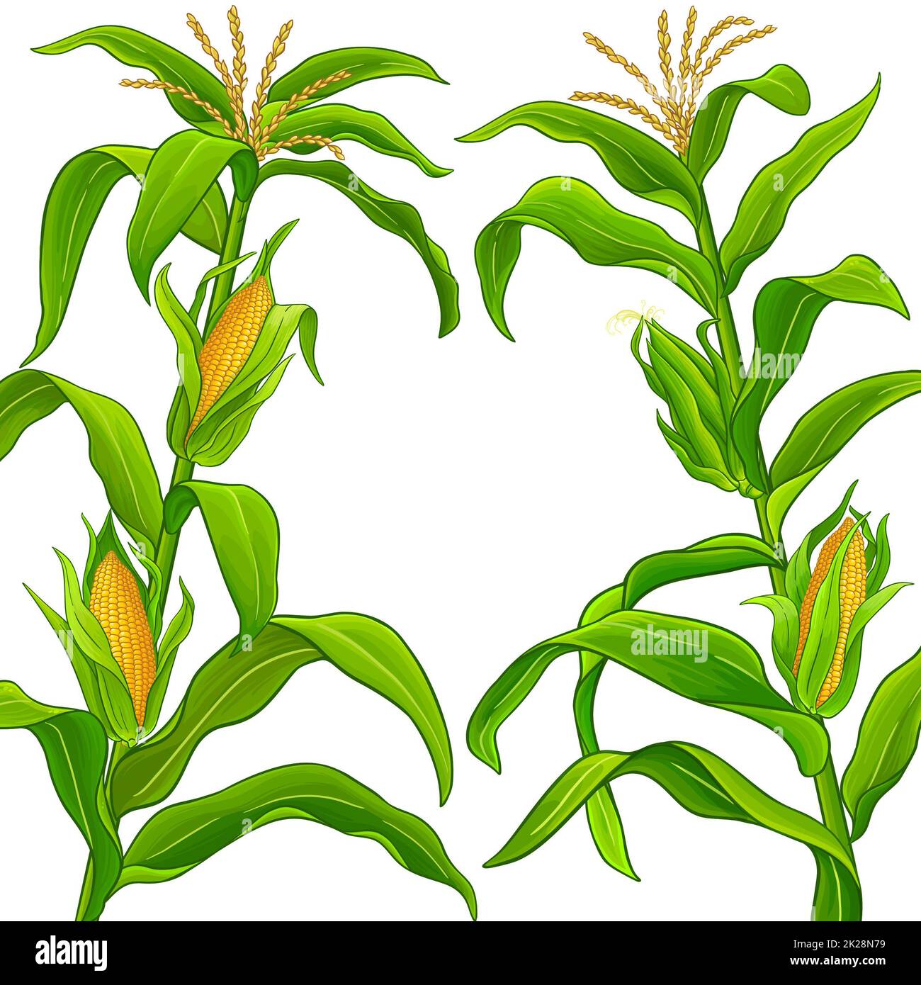 corn vector frame Stock Photo - Alamy