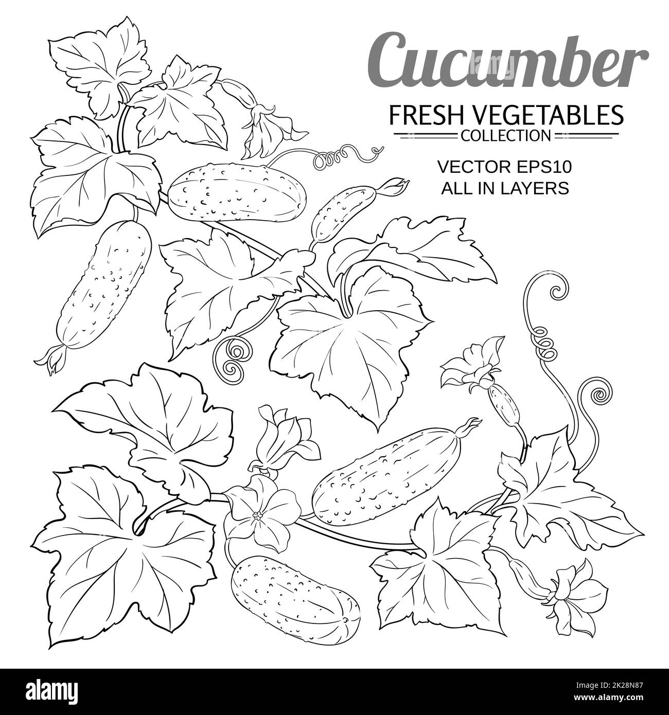 Coloring Pages Of Cucumbers
