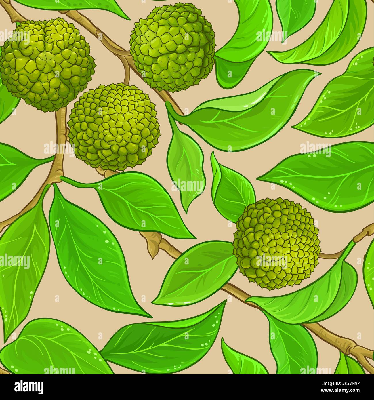 Cape chestnut calodendrum capense hi-res stock photography and images ...