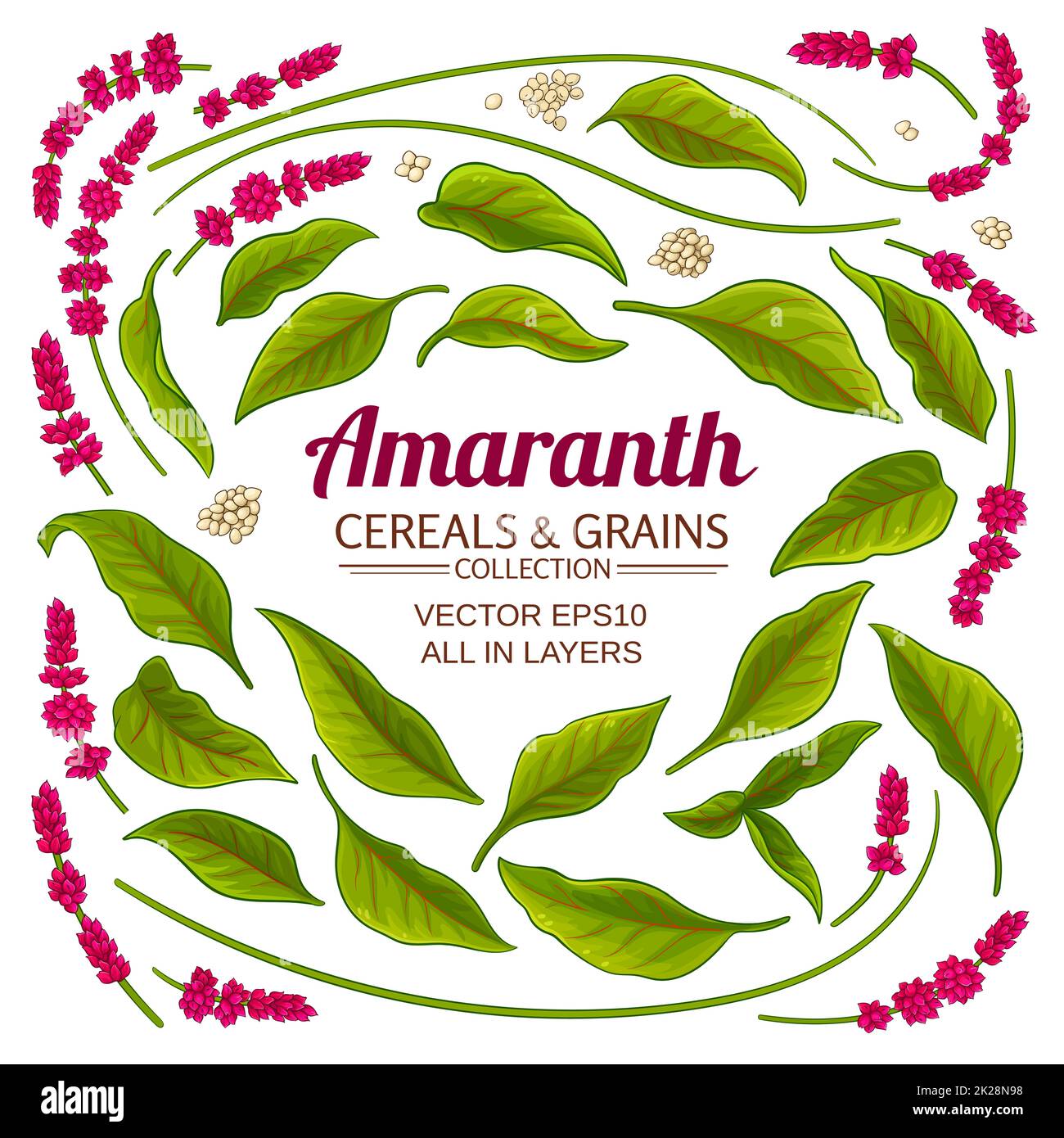 amaranth elements vector set on white background Stock Photo - Alamy