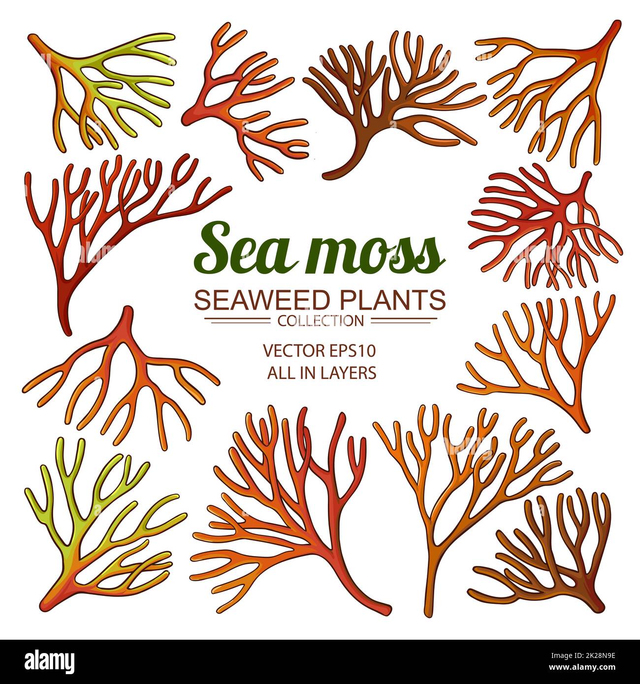 sea moss elements vector set on white background Stock Photo - Alamy