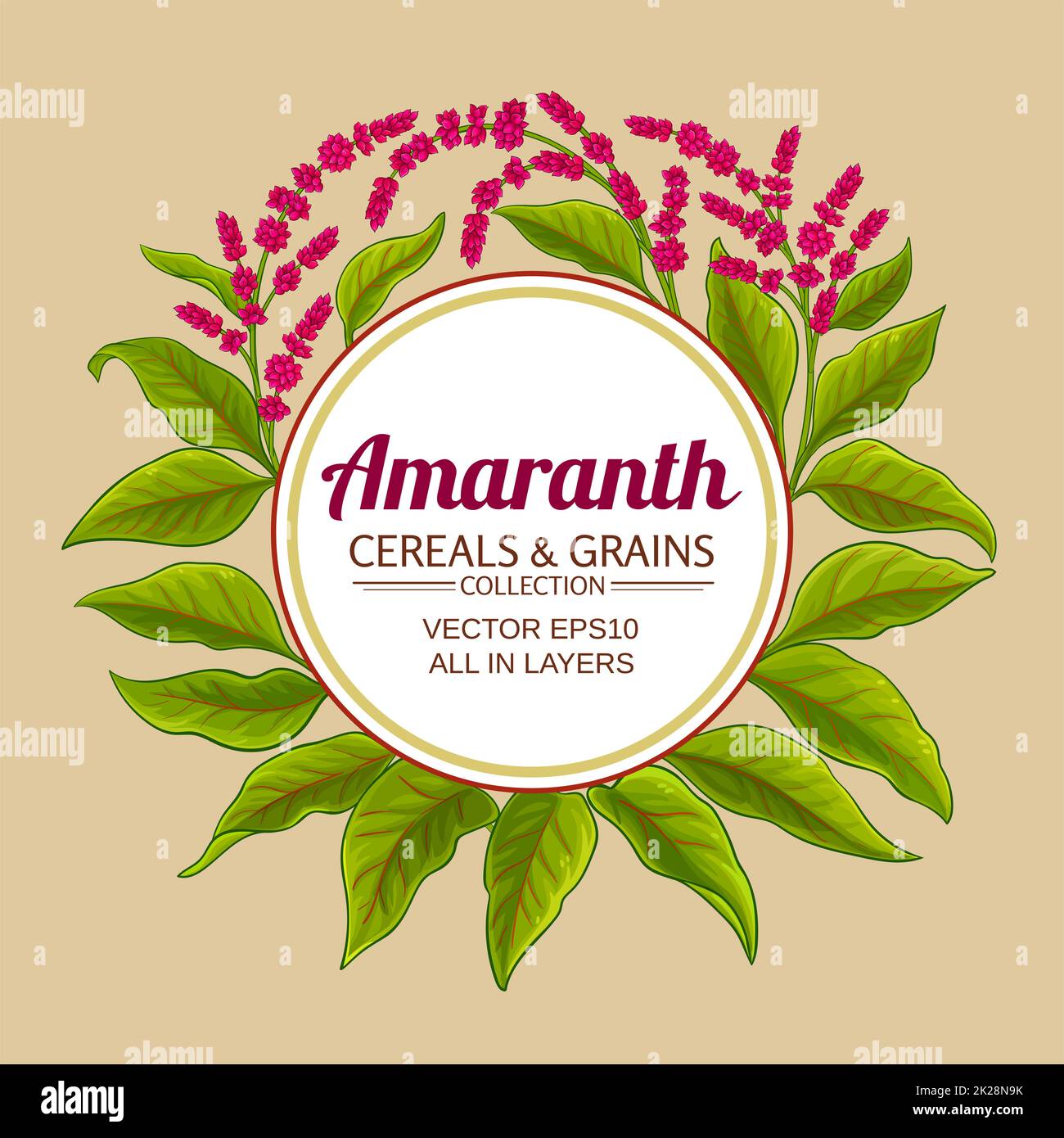 amaranth plant vector frame on color background Stock Photo - Alamy