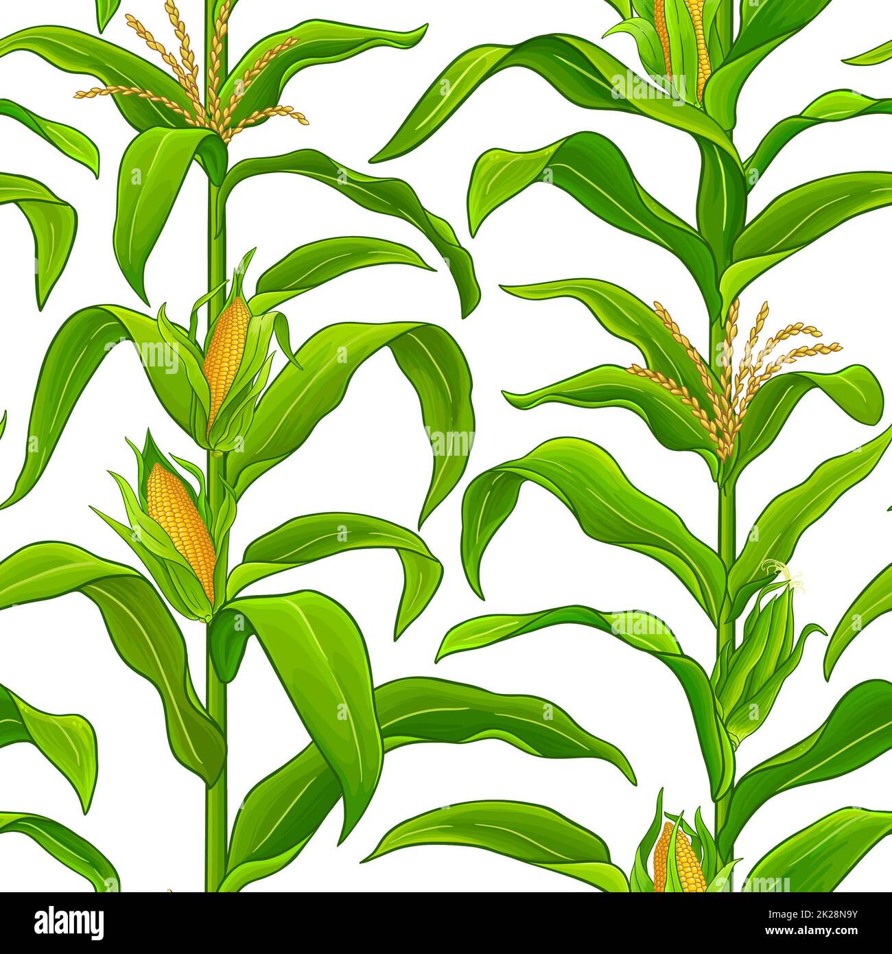 Sweet corn vector realistic Cut Out Stock Images & Pictures - Alamy