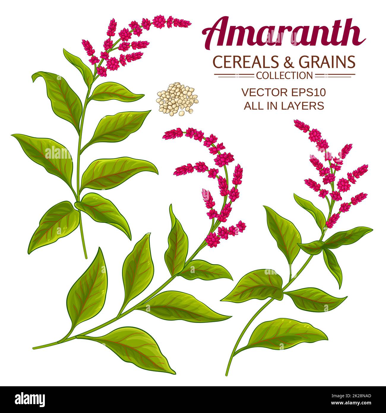 amaranth plant vector set on color background Stock Photo - Alamy