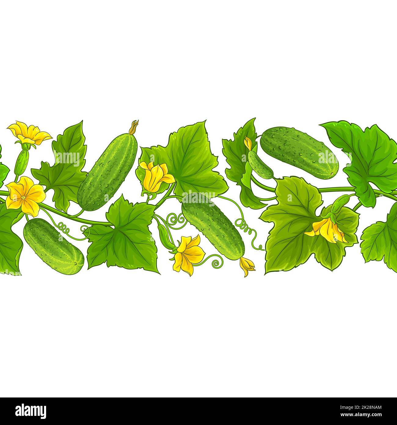 cucumber plant vector pattern on white background Stock Photo - Alamy