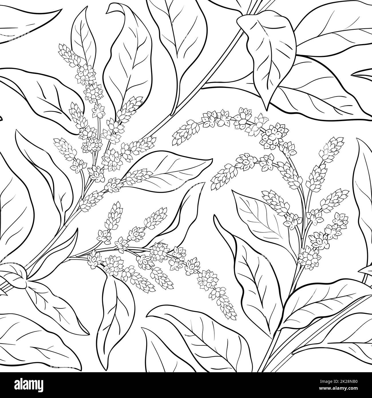 White amaranth Black and White Stock Photos & Images - Alamy
