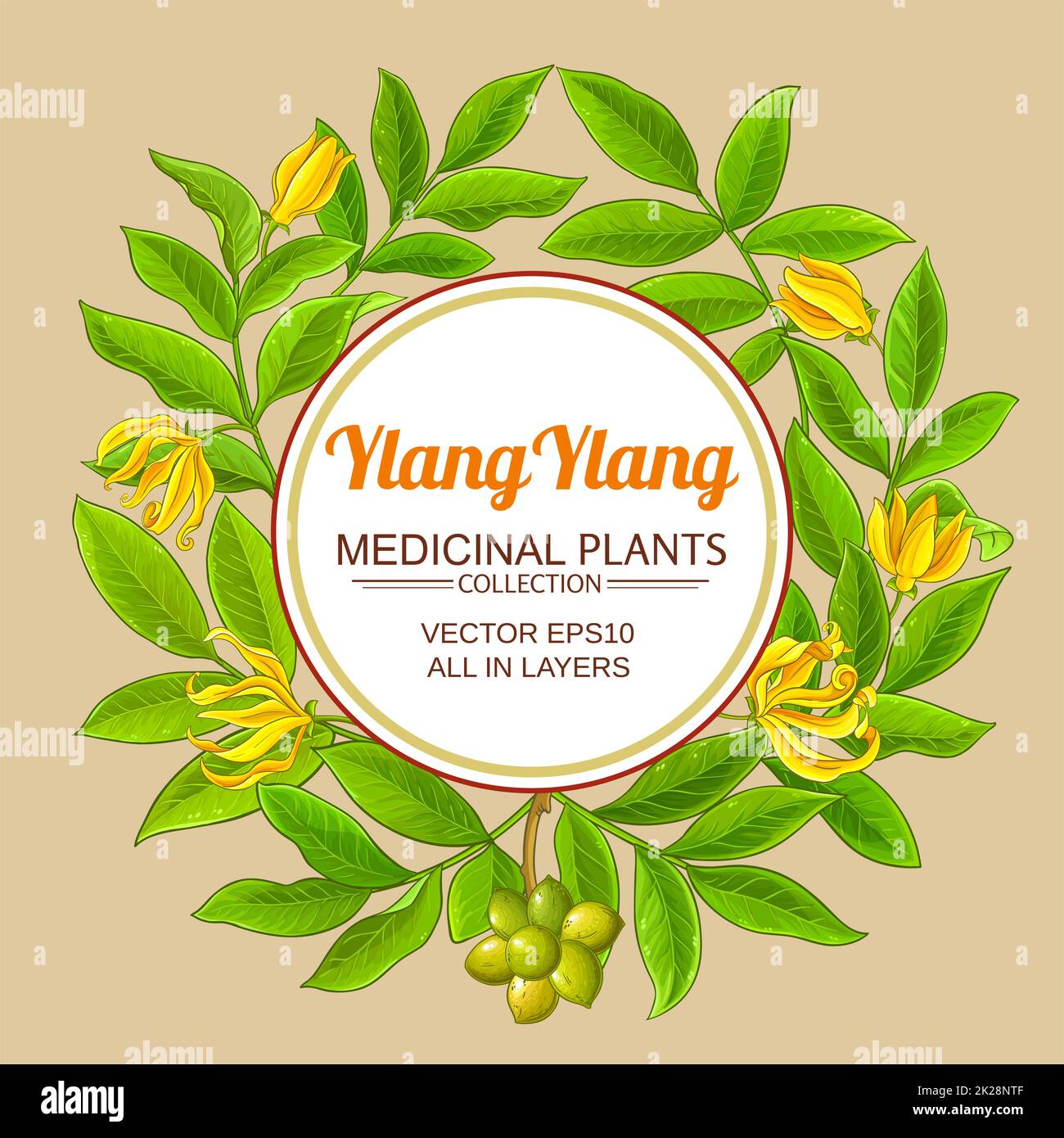Ylang ylang illustration hi-res stock photography and images - Alamy