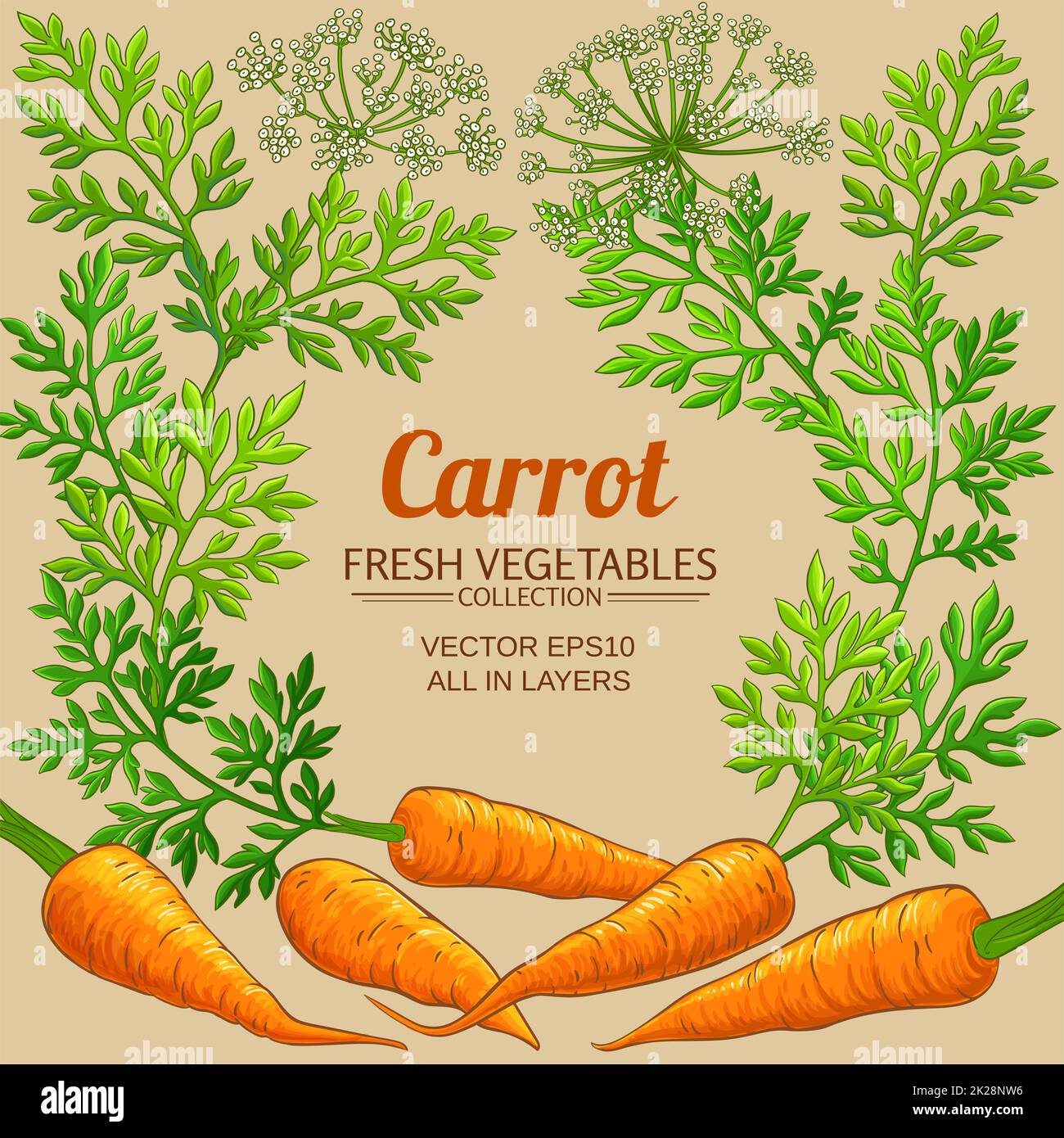 carrot plant vector frame on color background Stock Photo - Alamy