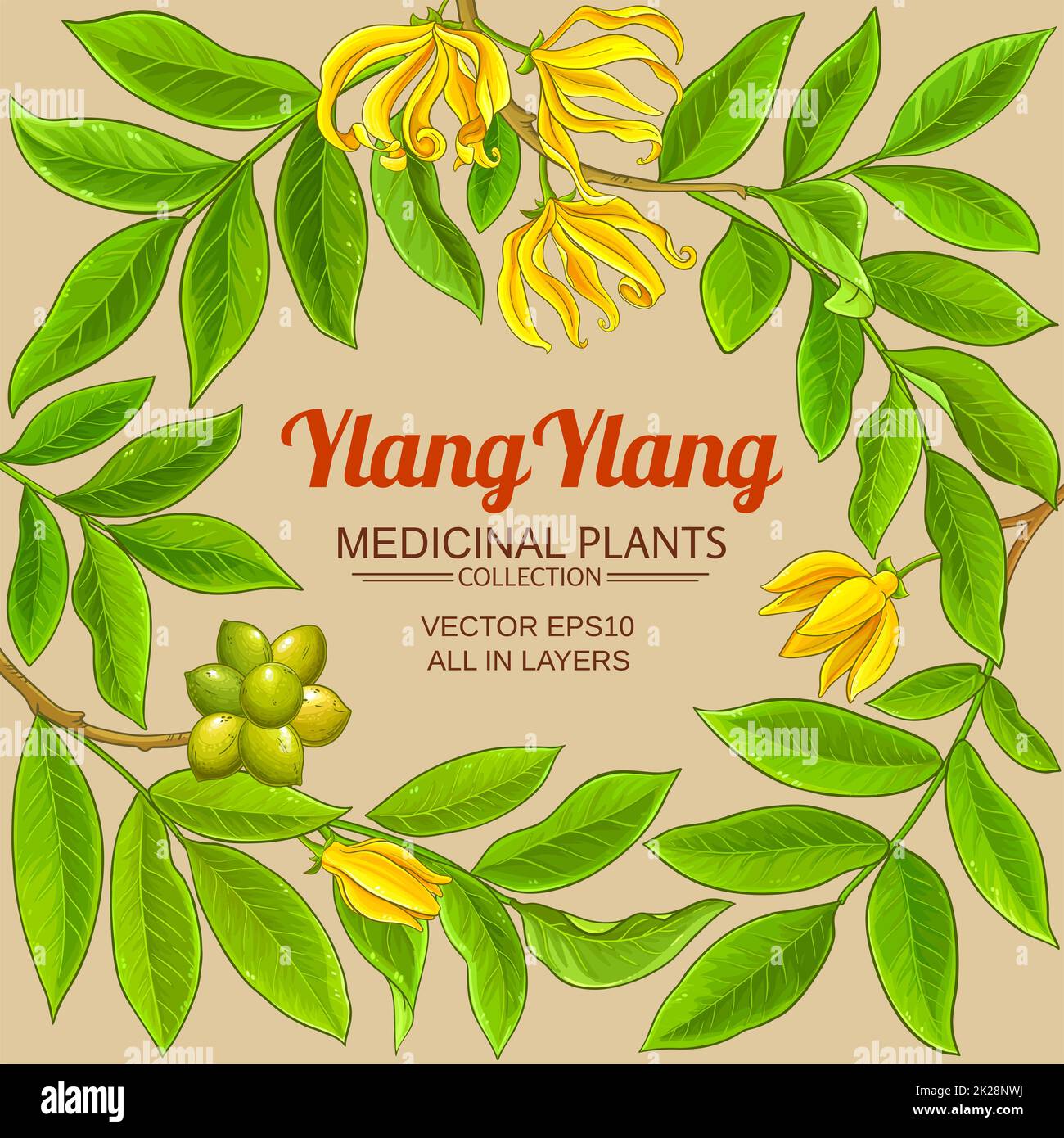 ylang ylang branches frame on color background Stock Photo - Alamy