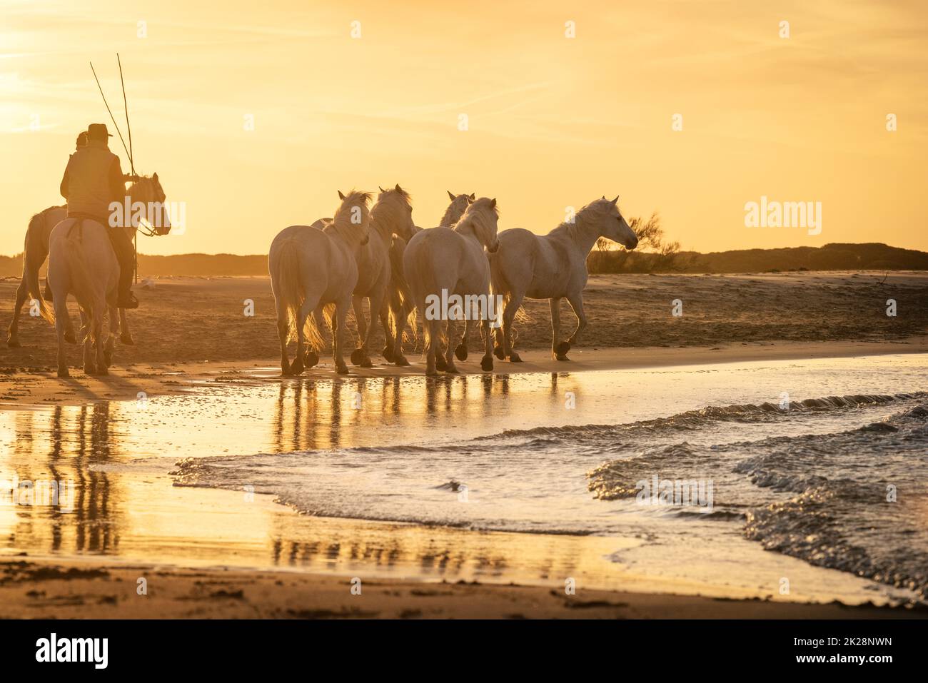 White horses in Camargue, France Stock Photo - Alamy