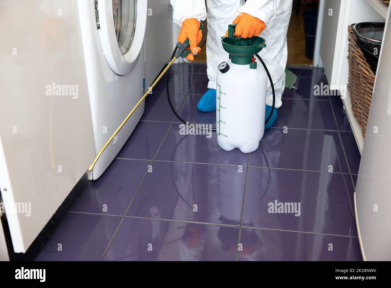 Cockroach in kitchen home hi-res stock photography and images - Alamy