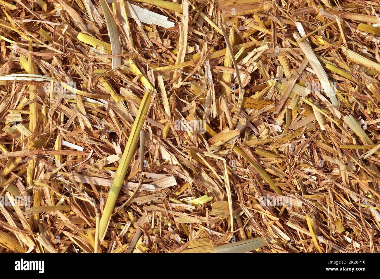 Close up view at the surface of golden straw Stock Photo - Alamy
