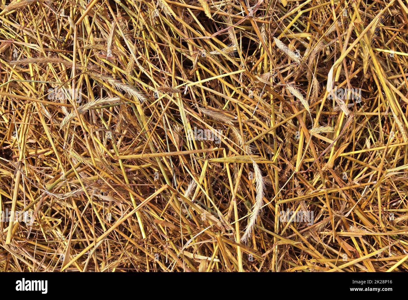 Close up view at the surface of golden straw Stock Photo - Alamy