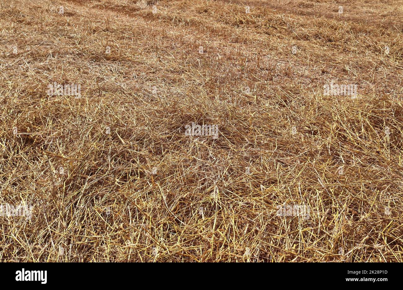 Close up view at the surface of golden straw Stock Photo - Alamy