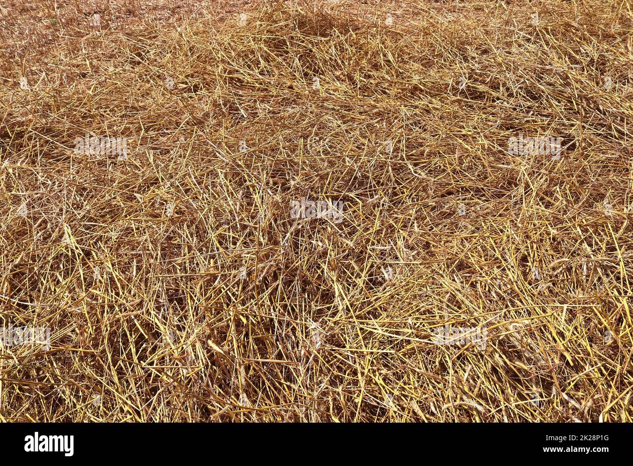 Close up view at the surface of golden straw Stock Photo - Alamy
