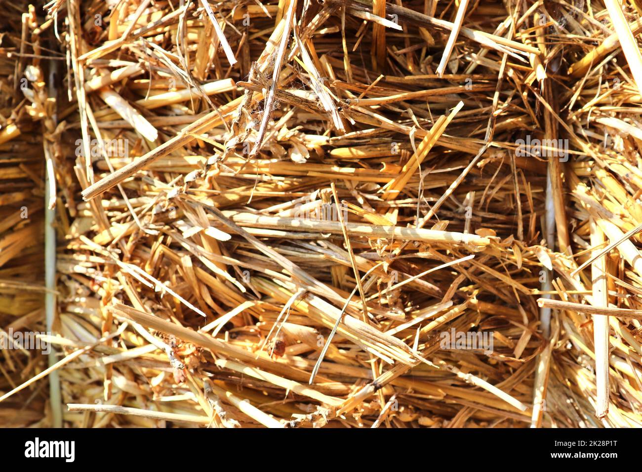 Close up view at the surface of golden straw Stock Photo - Alamy