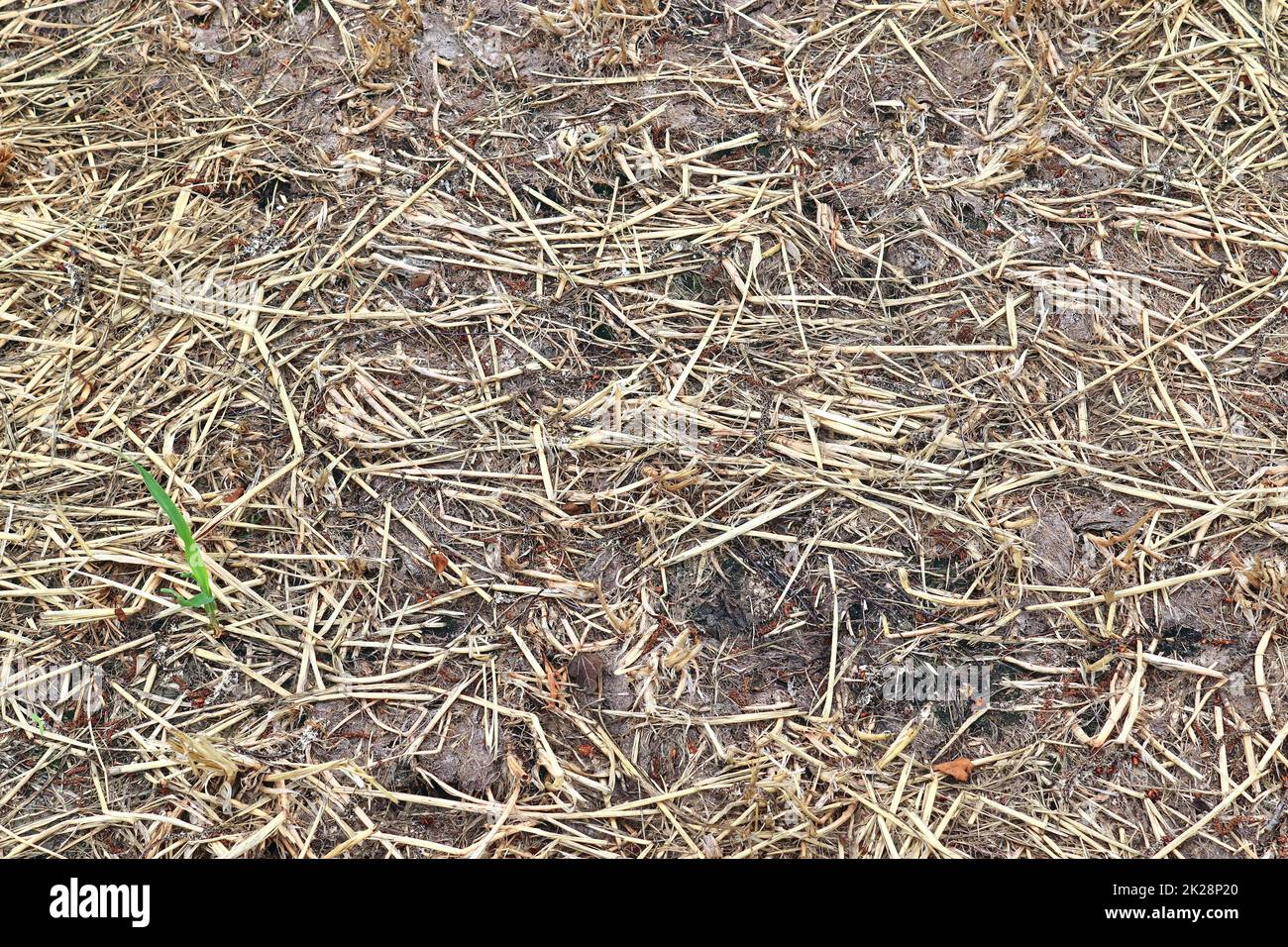 Close up view at the surface of golden straw Stock Photo - Alamy