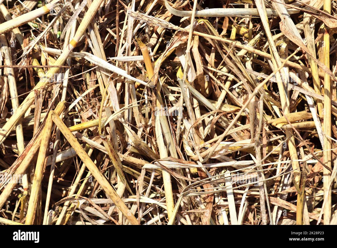 Close up view at the surface of golden straw Stock Photo - Alamy