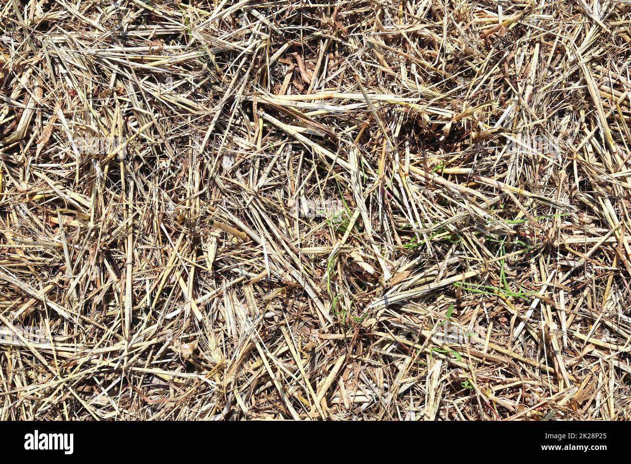 Close up view at the surface of golden straw Stock Photo - Alamy