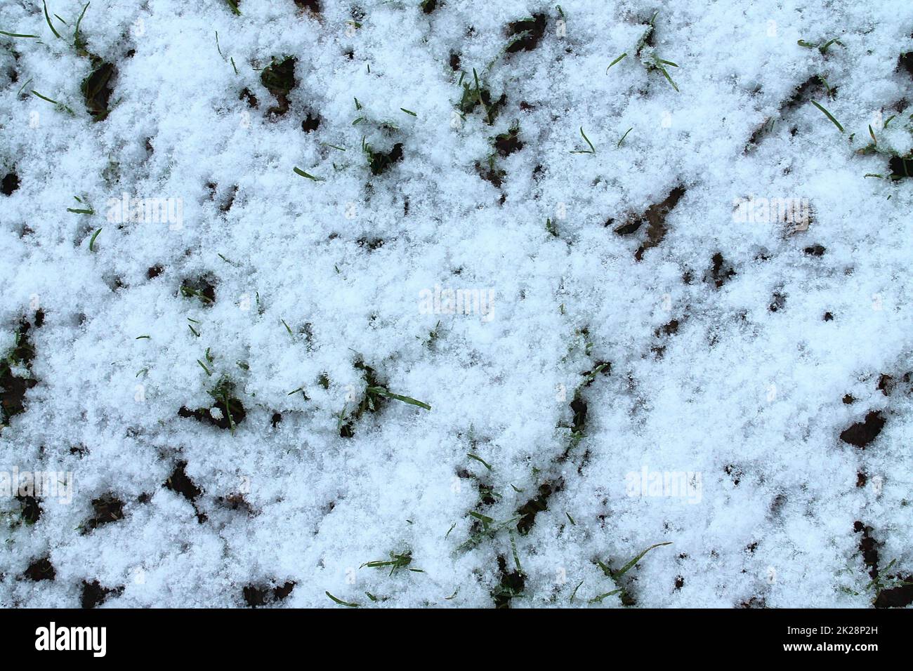 Close up view at the surface of fresh fallen snow Stock Photo - Alamy