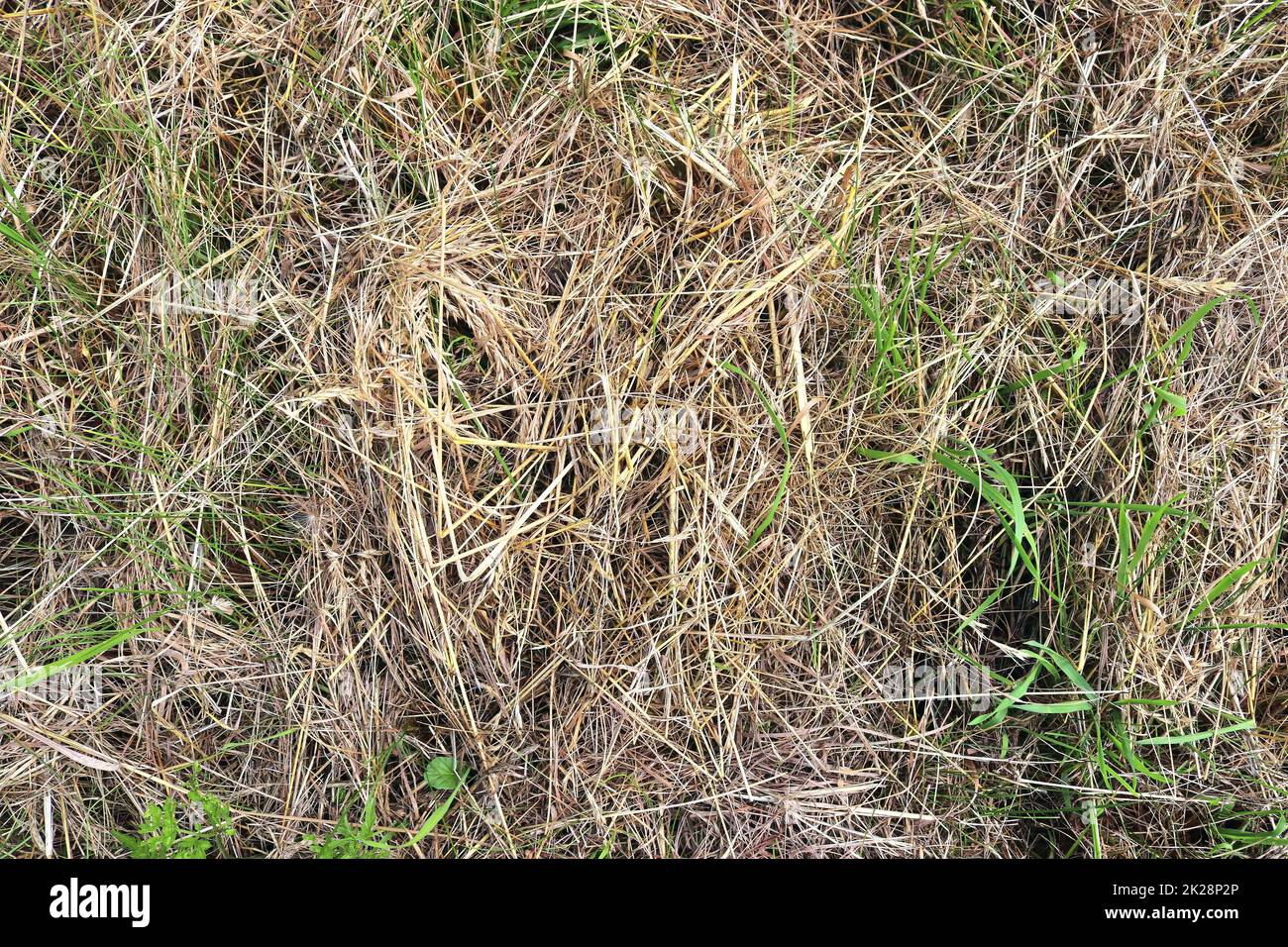 Close up view at the surface of golden straw Stock Photo - Alamy