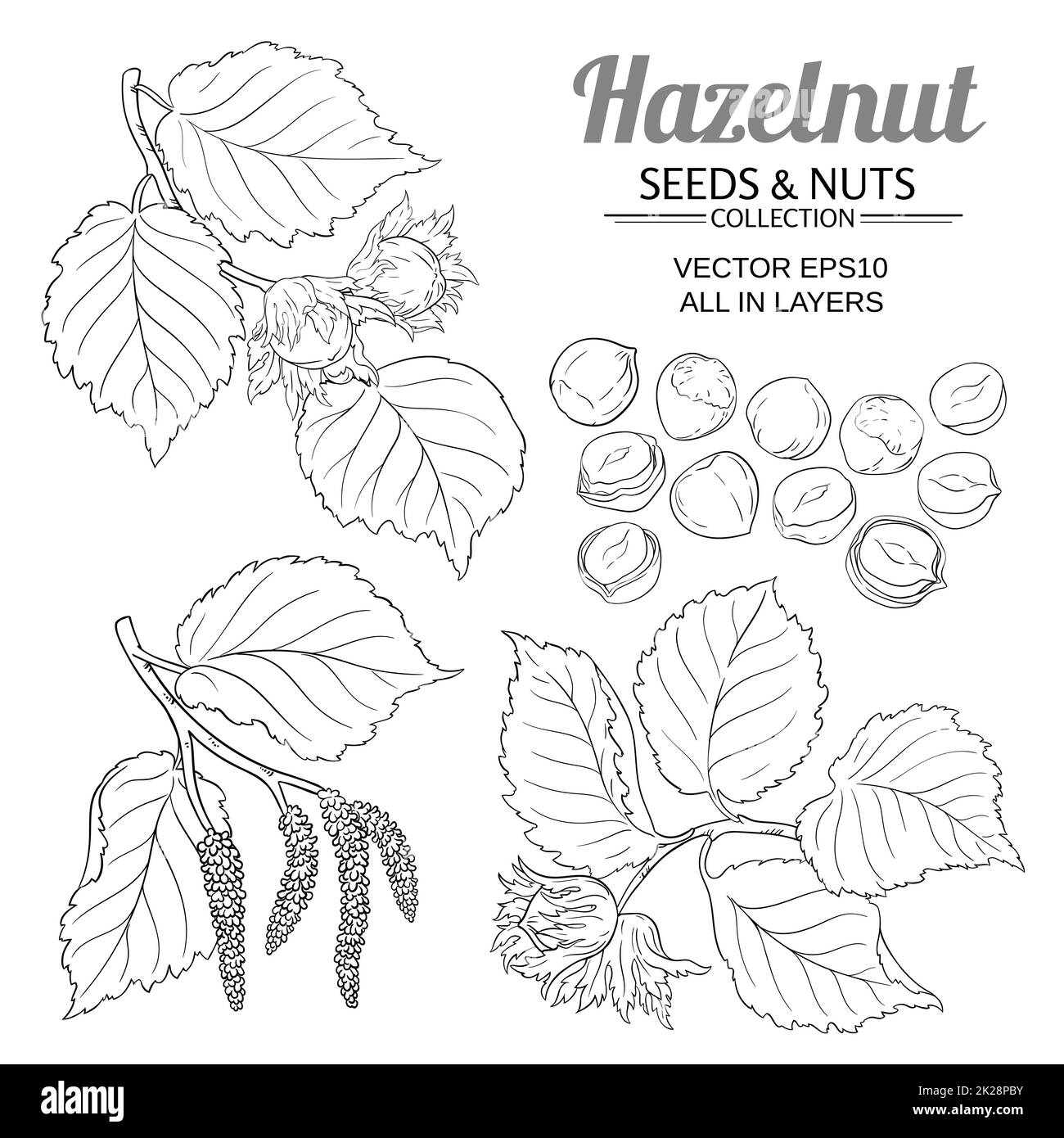 hazelnut branches and nuts vector set on white background Stock Photo ...