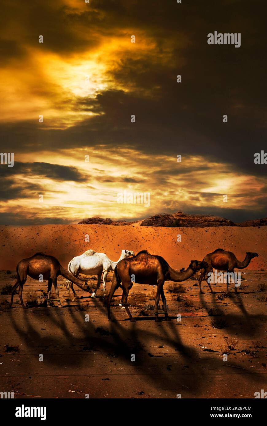 Herd wild dromedary camels hi-res stock photography and images - Alamy