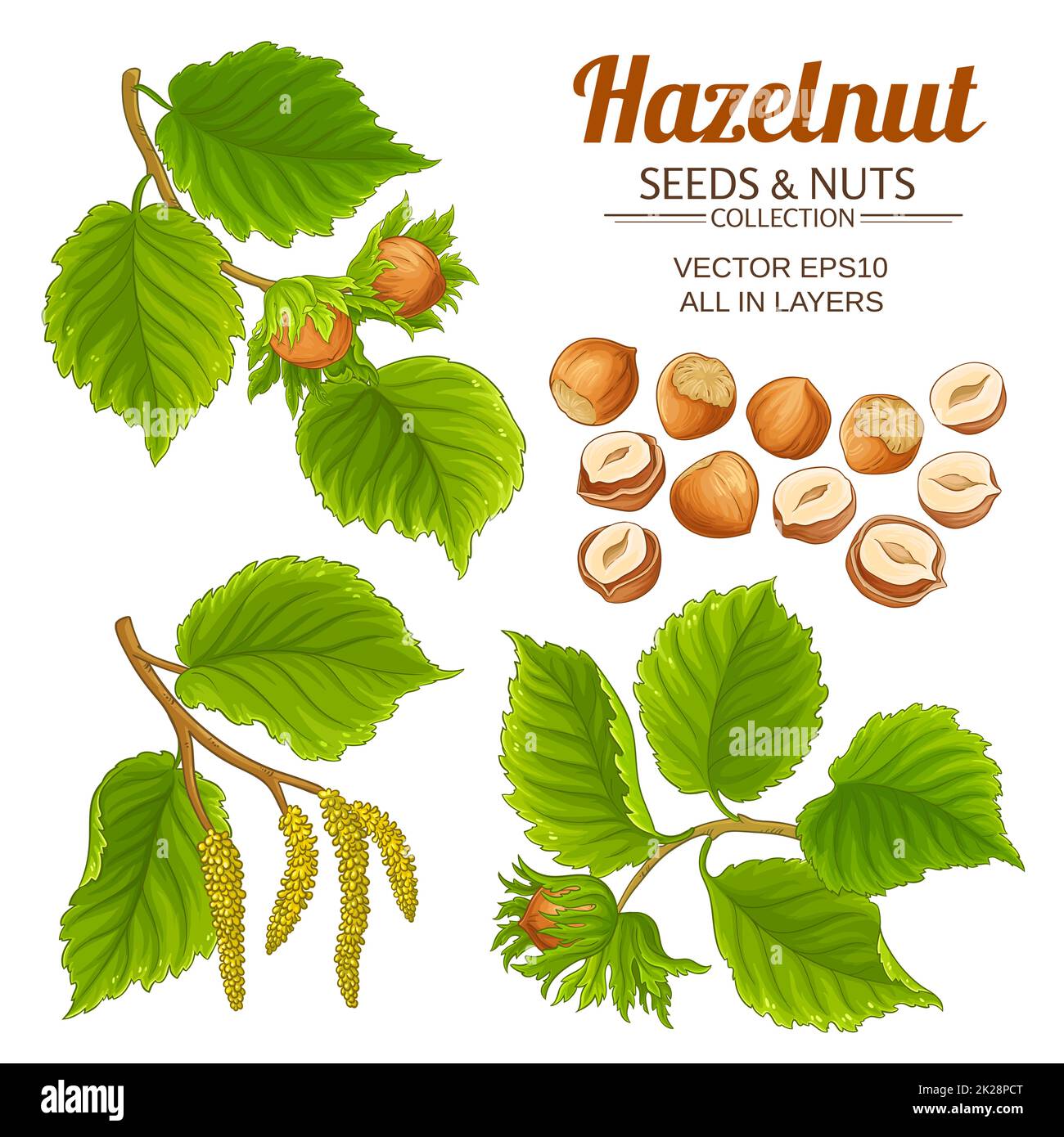 hazelnut branches with nuts vector set on white background Stock Photo ...