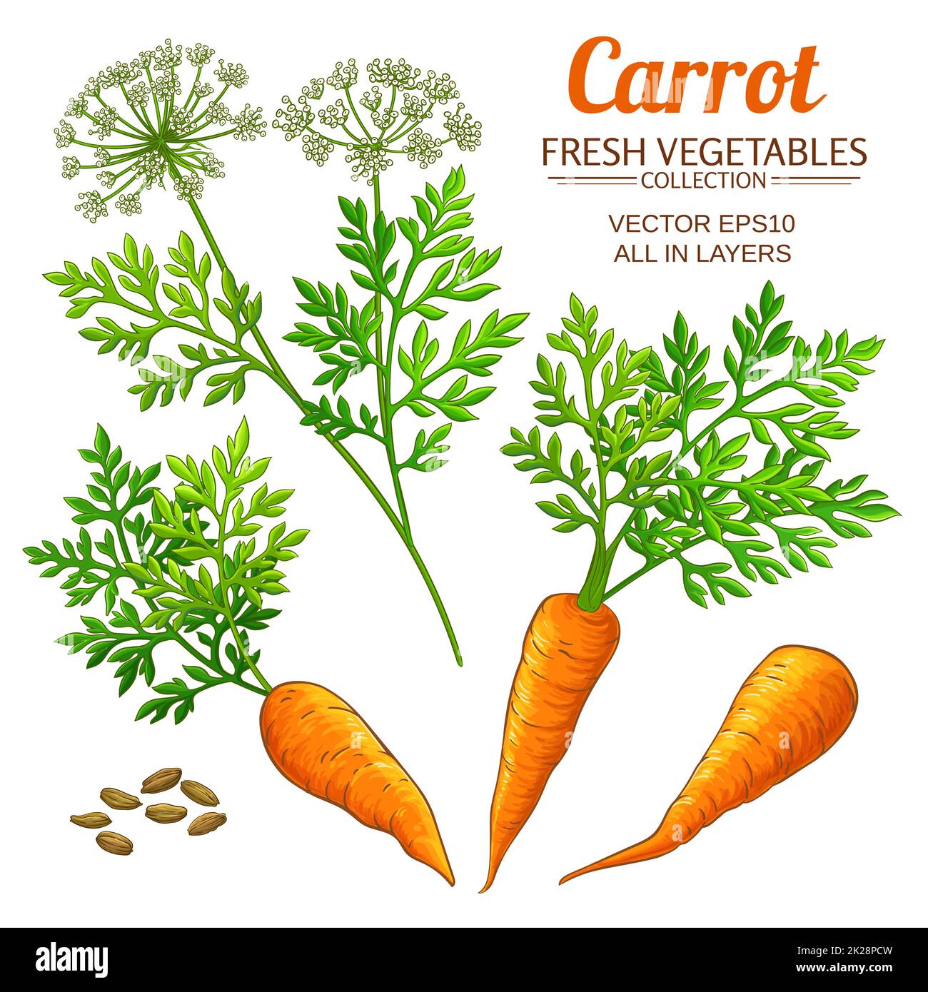 Vegetables vector Cut Out Stock Images & Pictures - Alamy
