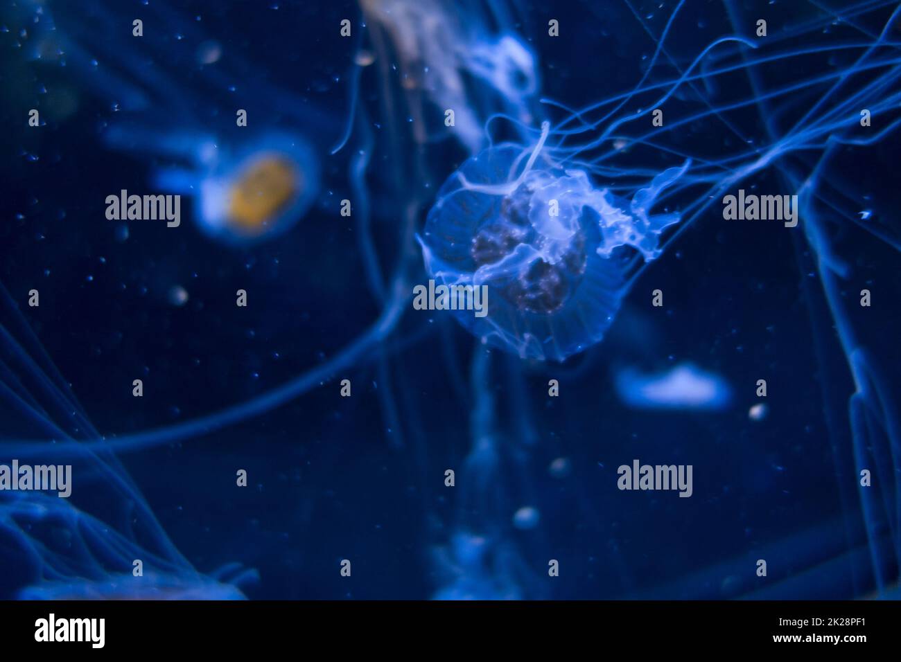 Jellyfish floating in the deep ocean Stock Photo - Alamy