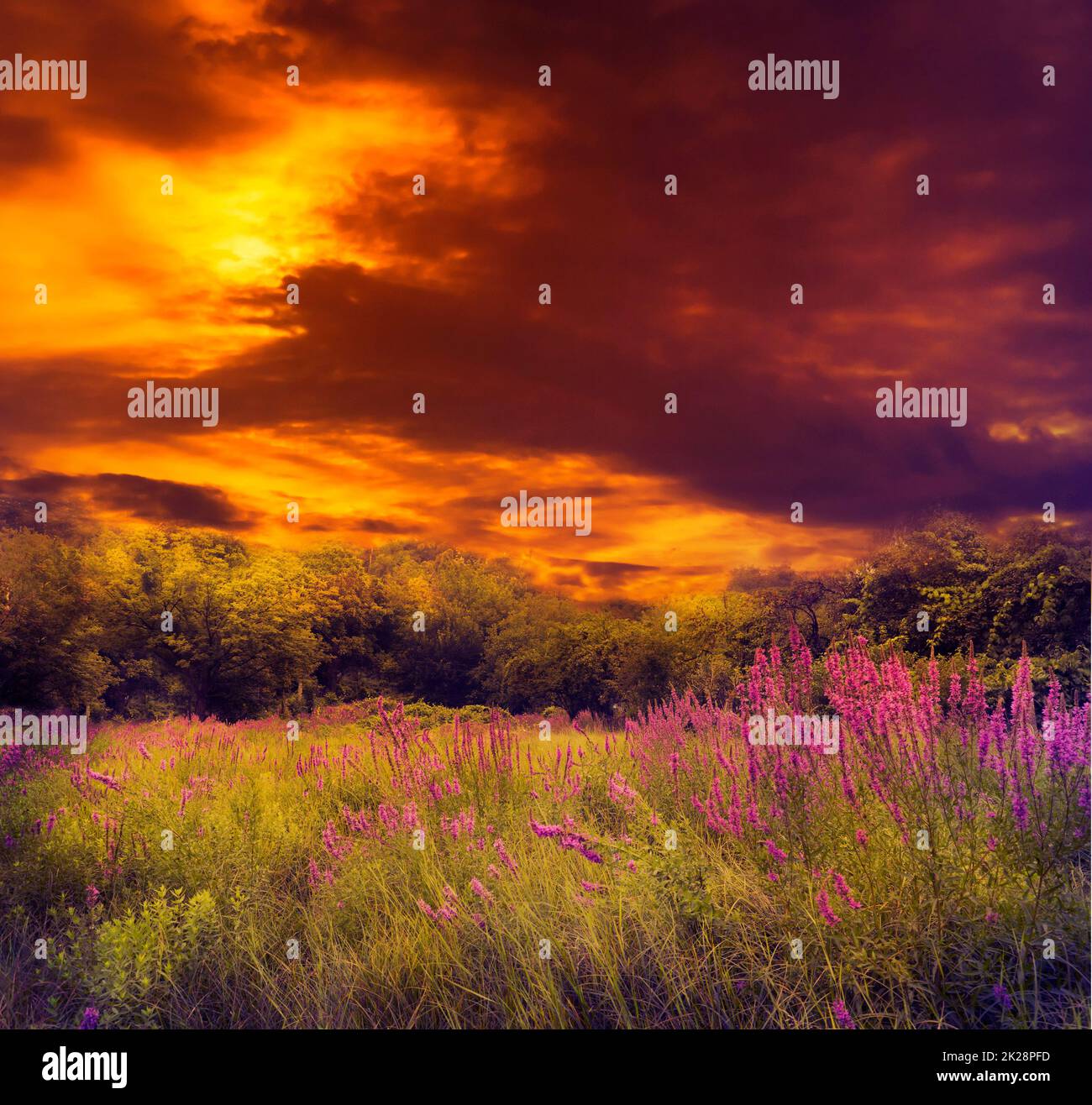 Crop field sunset sunrise beautiful hi-res stock photography and images ...