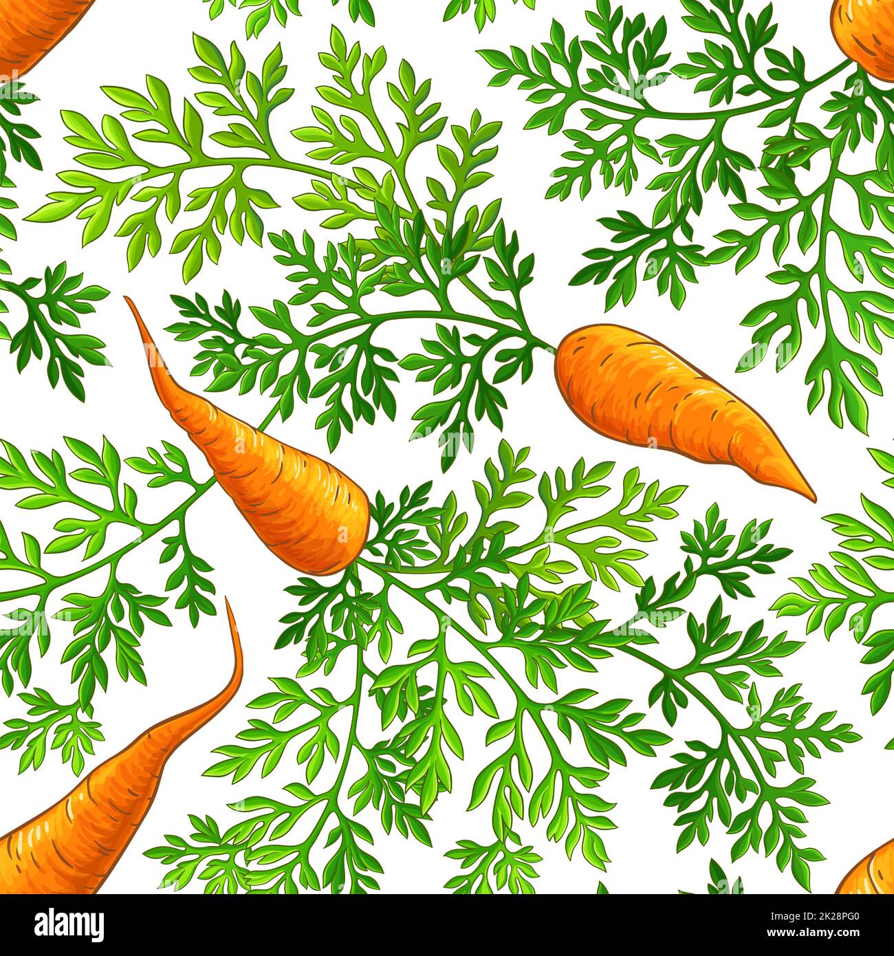 carrot plant vector pattern on white background Stock Photo - Alamy