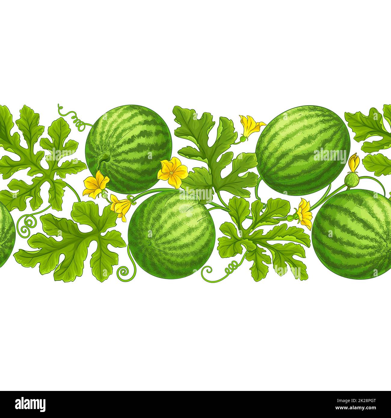 watermelon plant vector pattern on white background Stock Photo - Alamy
