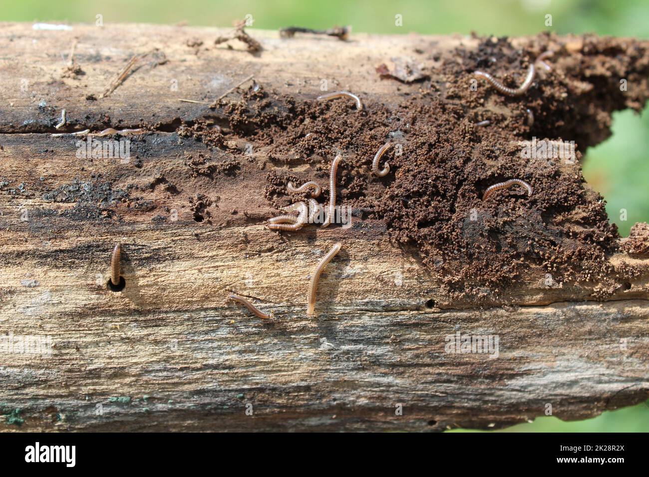 little millipedes on wood Stock Photo - Alamy