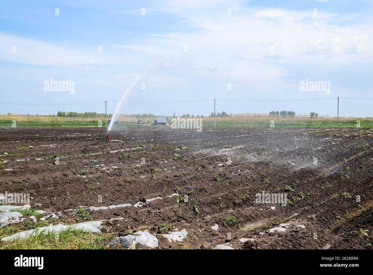 Irrigation system in field of melons. Watering the fields. Sprinkler ...