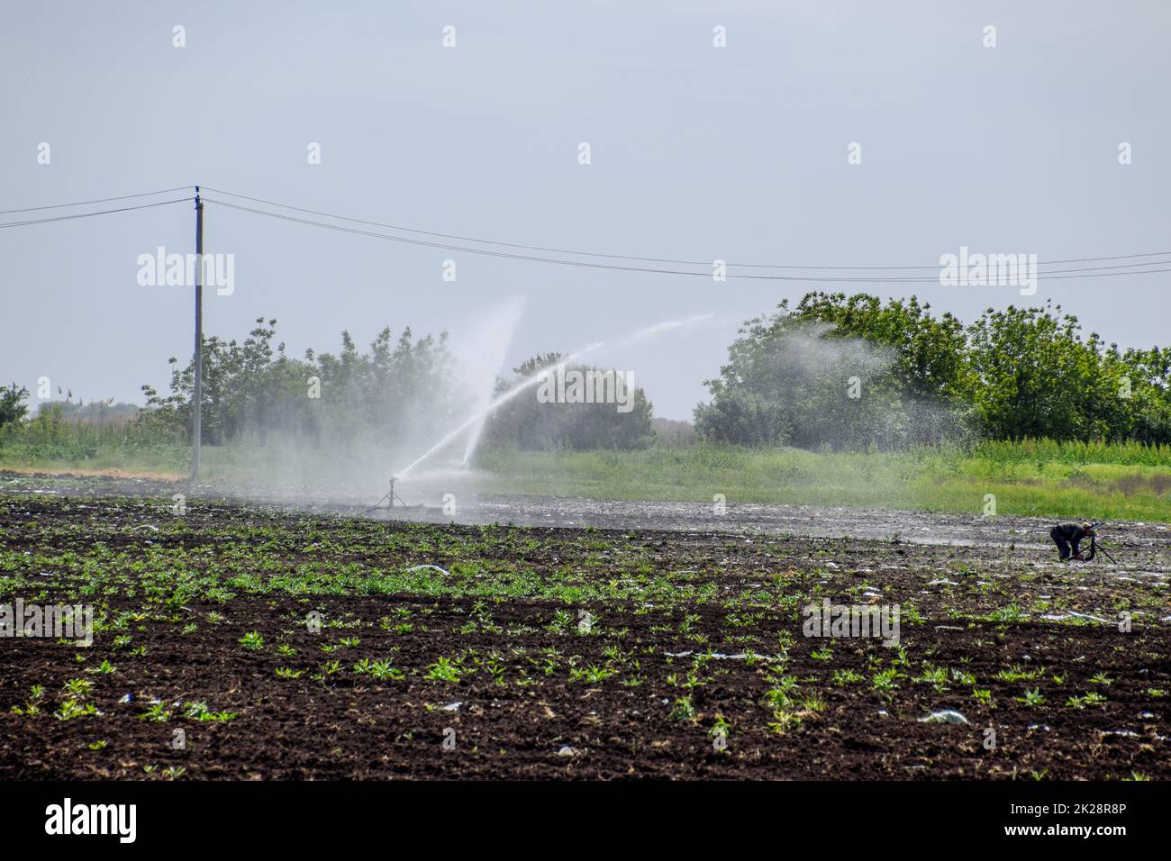 Irrigation system in field of melons. Watering the fields. Sprinkler ...