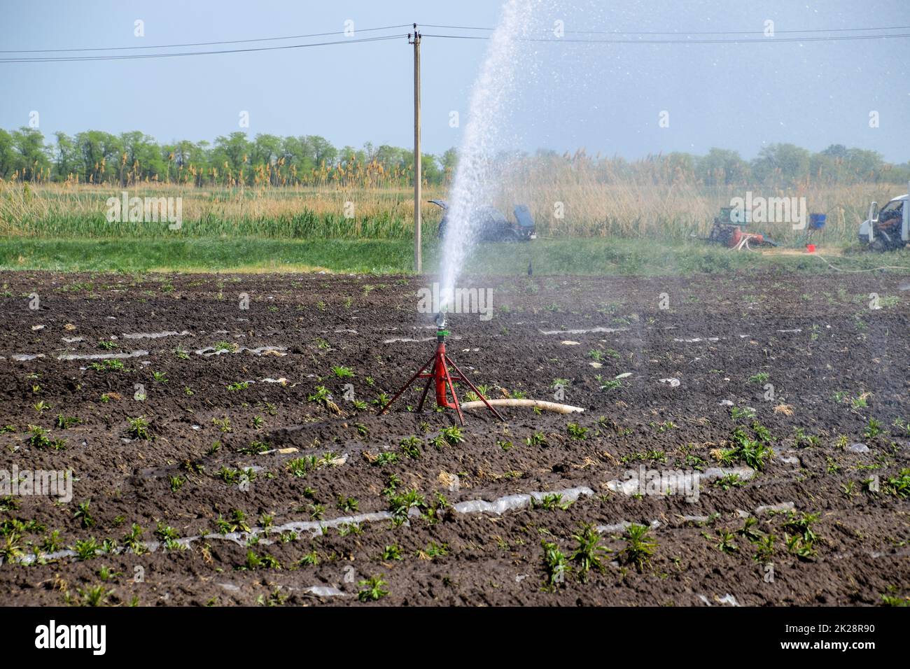 Irrigation system in field of melons. Watering the fields. Sprinkler ...