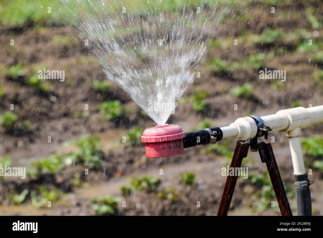 Garden automatic water sprinkler hi-res stock photography and images ...