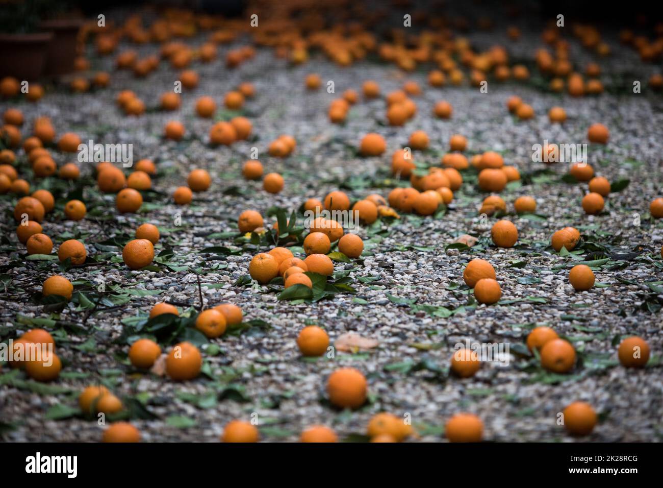 Oranges on the ground hi-res stock photography and images - Alamy