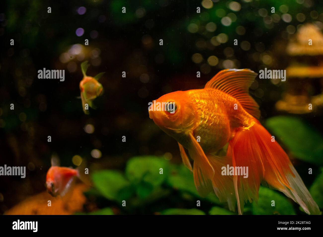 goldfish in freshwater aquarium with water plants and other fish Stock ...