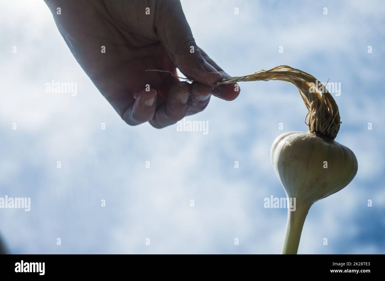 Soapy foamy hair on the head. Garlic in the form of a human head with ...